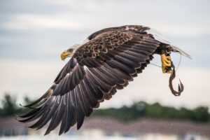 Georgia Southern Alumni Association - Georgia Southern University Alumni